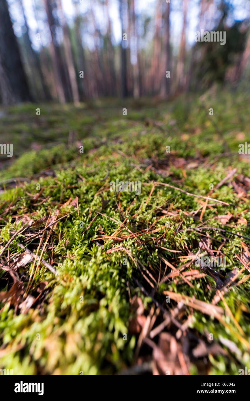 Moss in the forest. Blur background. Autumn season with saturated ...
