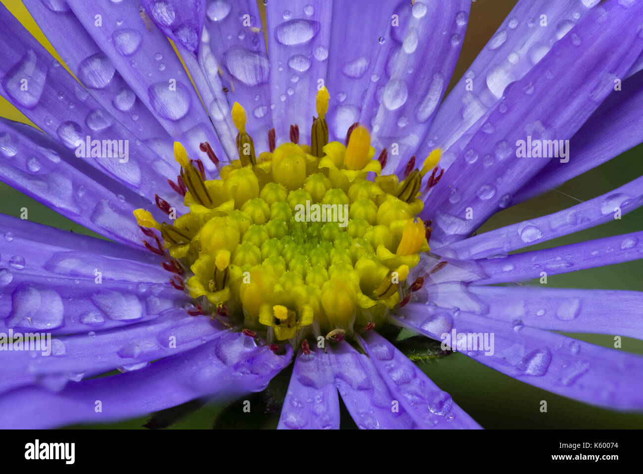 Focus stacked image of a single flower of the later summer perennial ...