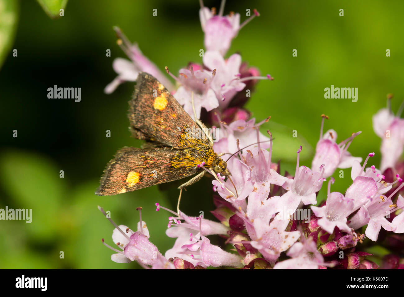 Mint moth pyrausta aurata adult hi-res stock photography and images - Alamy