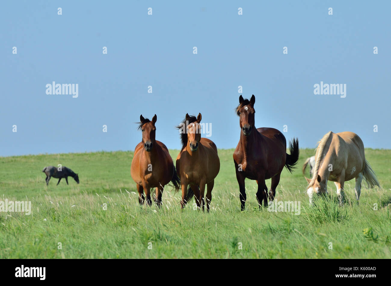 Wild Mustangs High Resolution Stock Photography and Images - Alamy