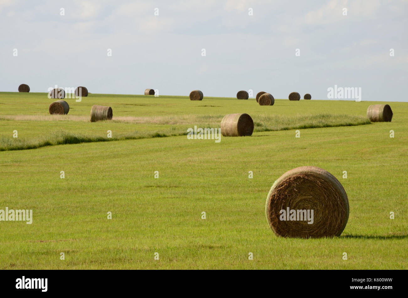 Round bales harvest hi-res stock photography and images - Alamy