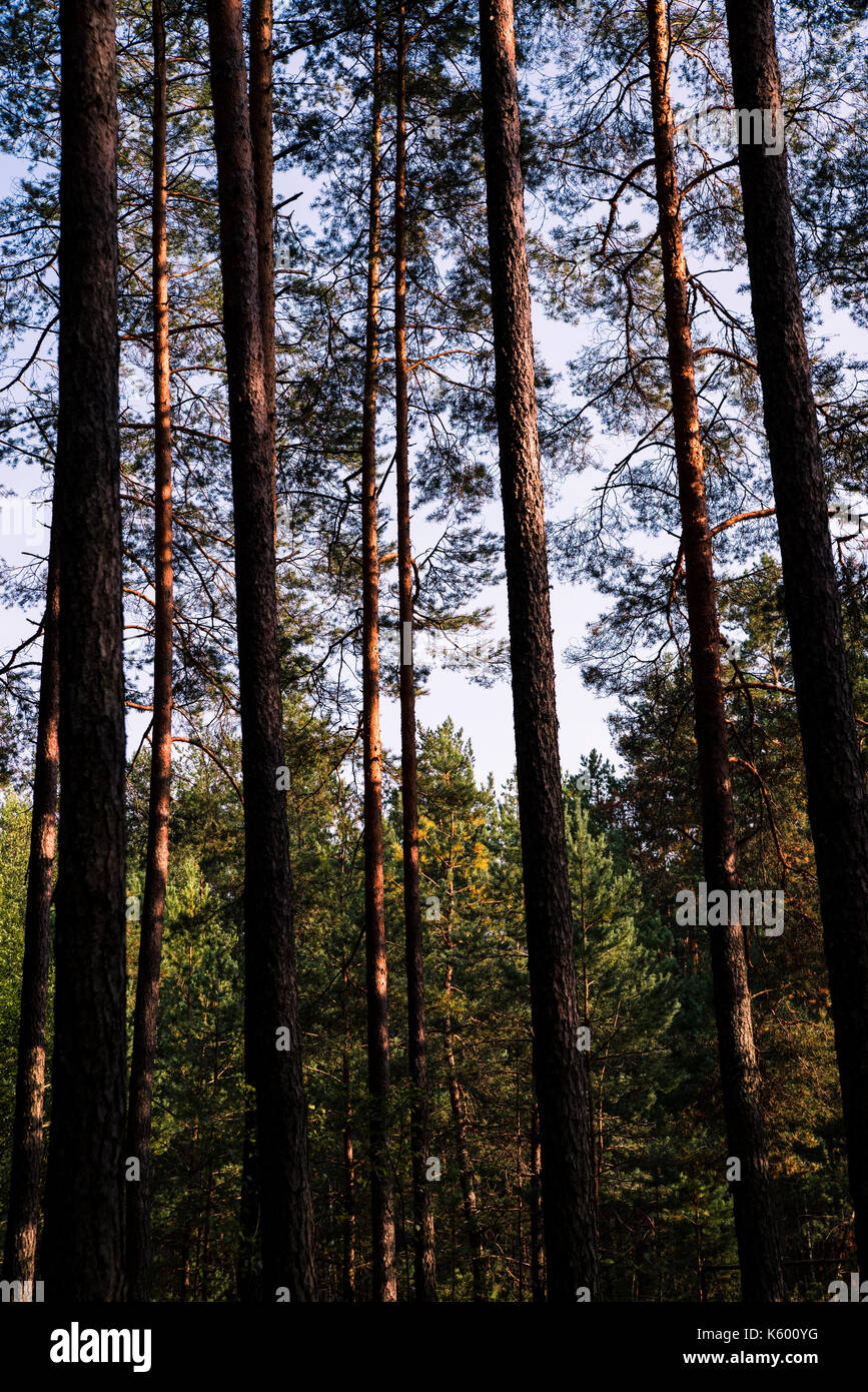 Forest trees and blue sky. Upside view. Pine trees Stock Photo - Alamy