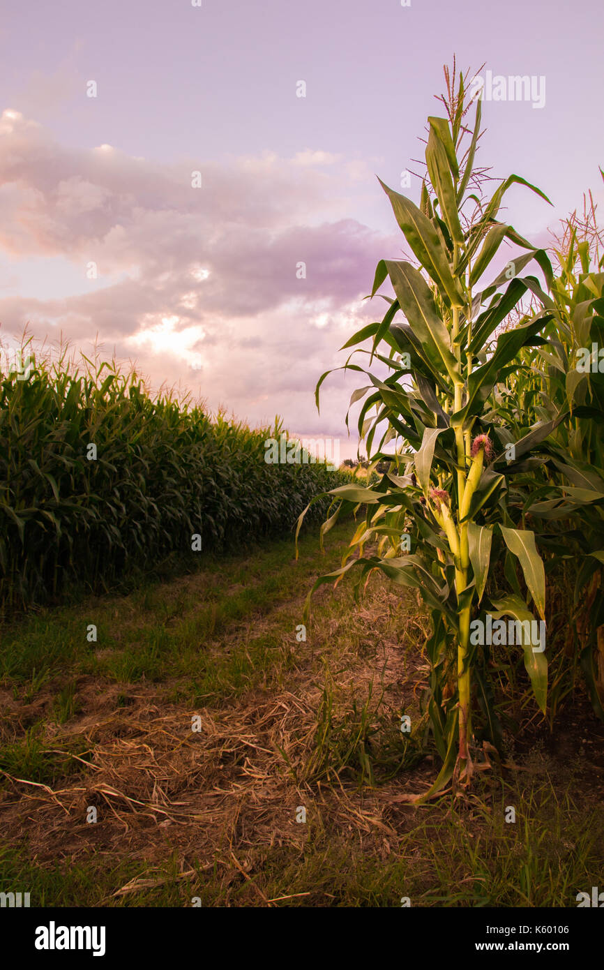 Cornstalk in the cornfield Stock Photo - Alamy