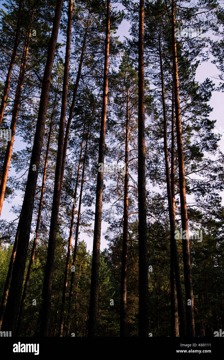 Forest trees and blue sky. Upside view. Pine trees Stock Photo - Alamy