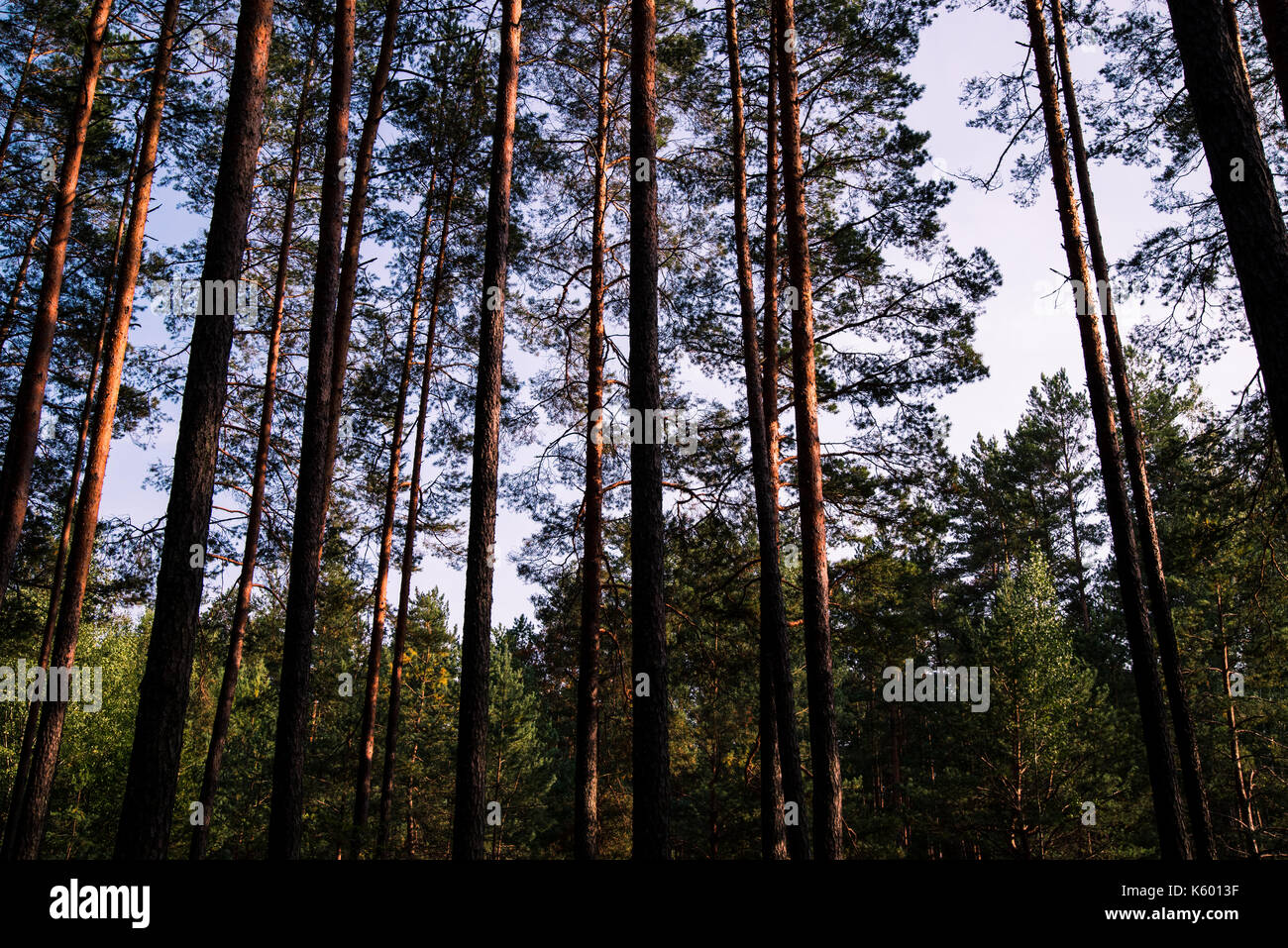 Forest trees and blue sky. Upside view. Pine trees Stock Photo - Alamy