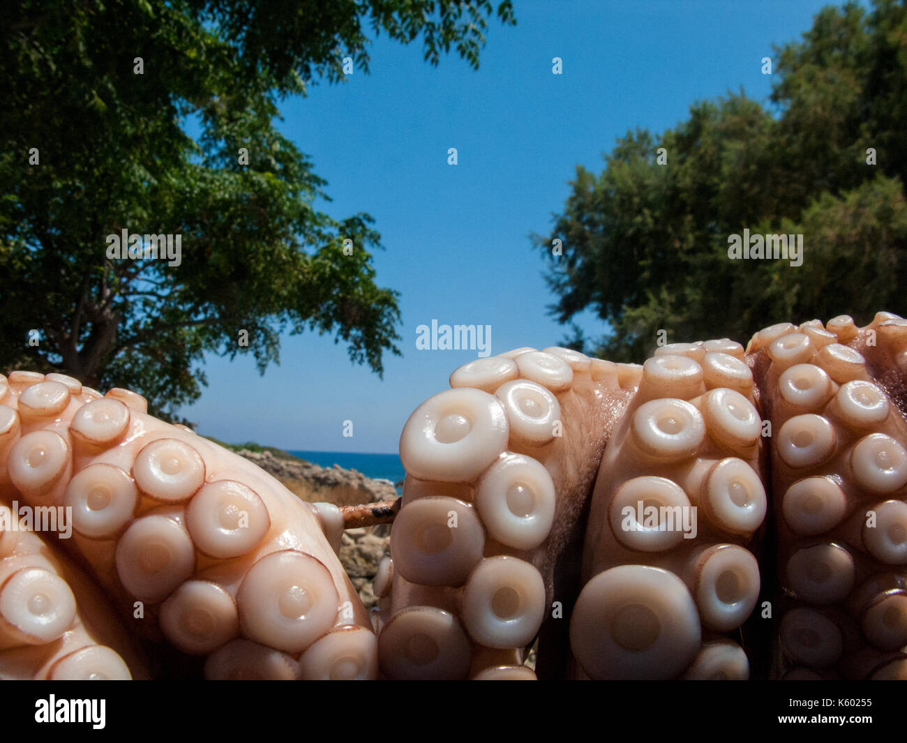 Octopus drying outside a Greek taverna Stock Photo - Alamy