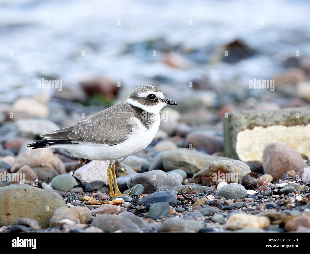 Juvenile ringed plover hi-res stock photography and images - Alamy