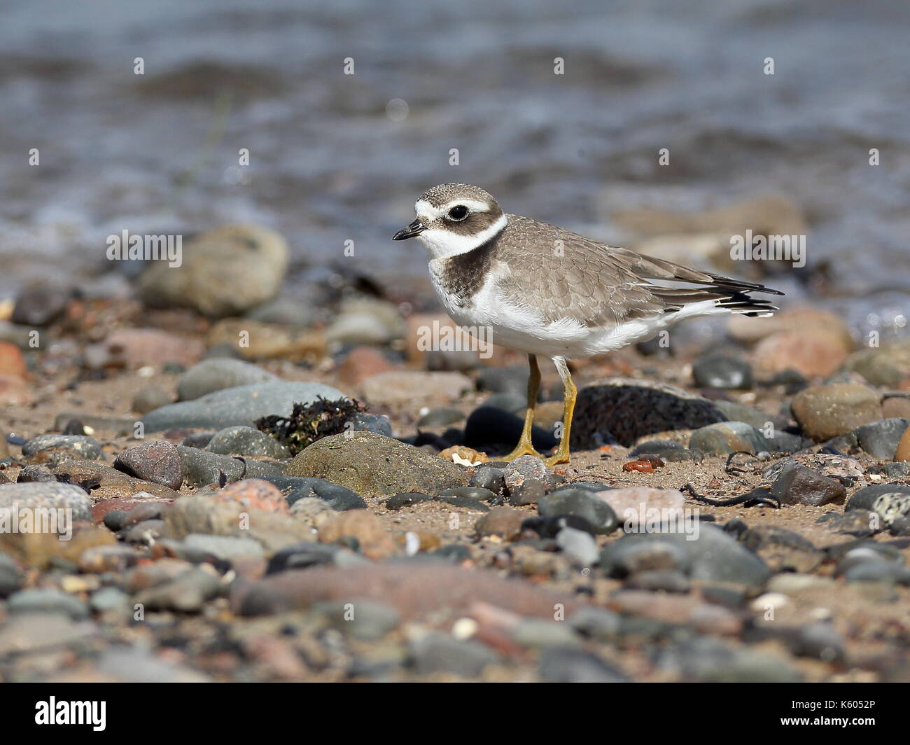 Juvenile little ringed plover hi-res stock photography and images - Alamy