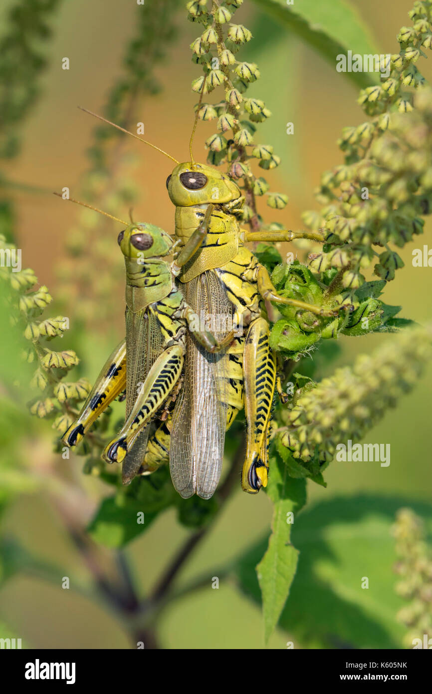Mating of grasshoppers hi-res stock photography and images - Alamy
