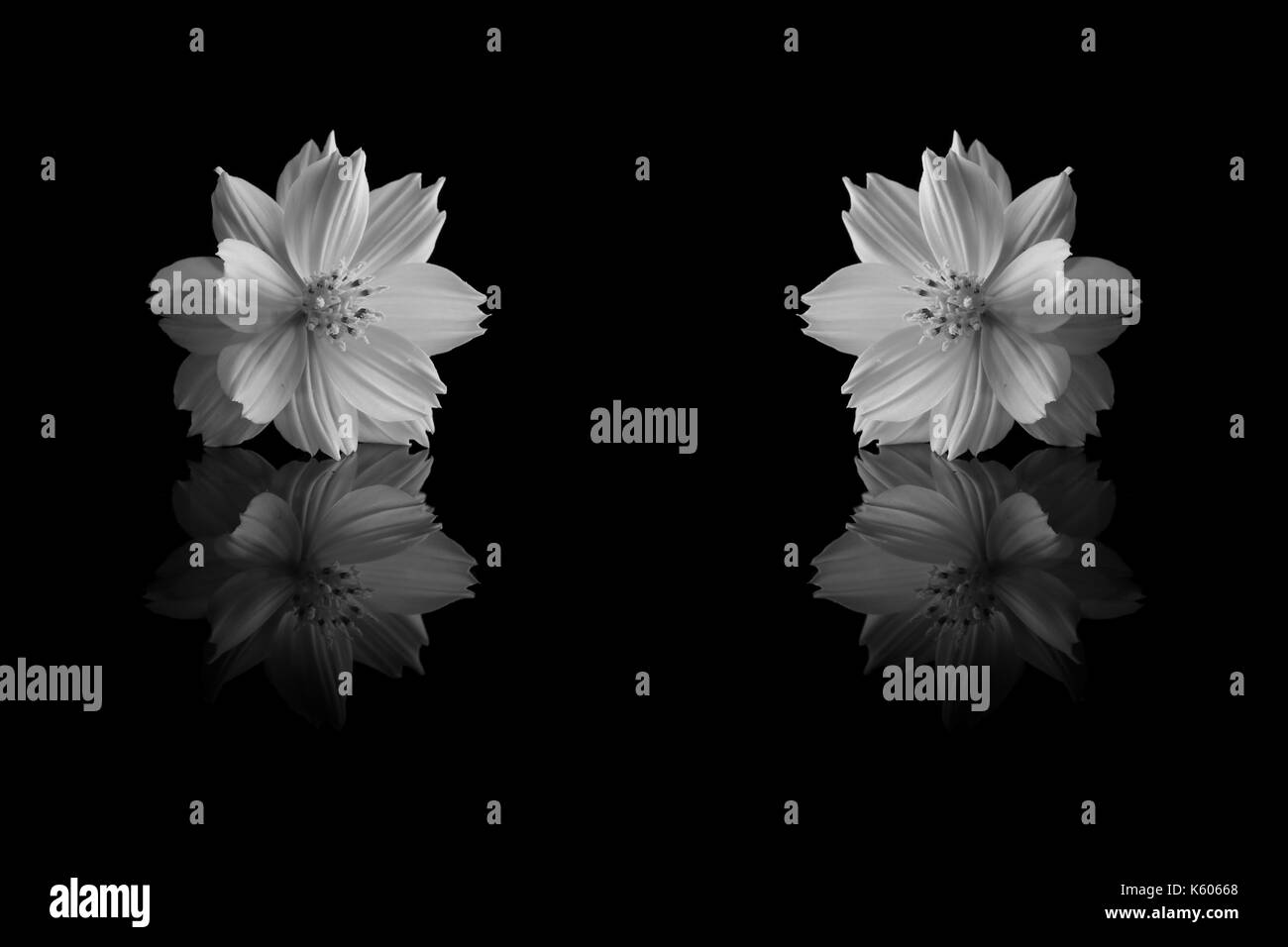 Cosmos summer flower Black and White Stock Photos & Images - Alamy