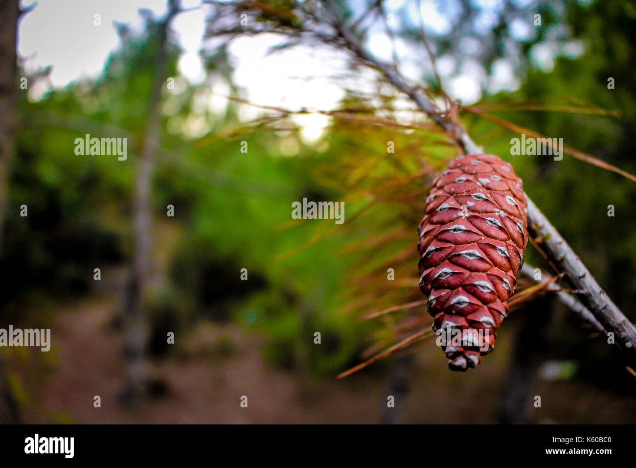 African pine hi-res stock photography and images - Alamy