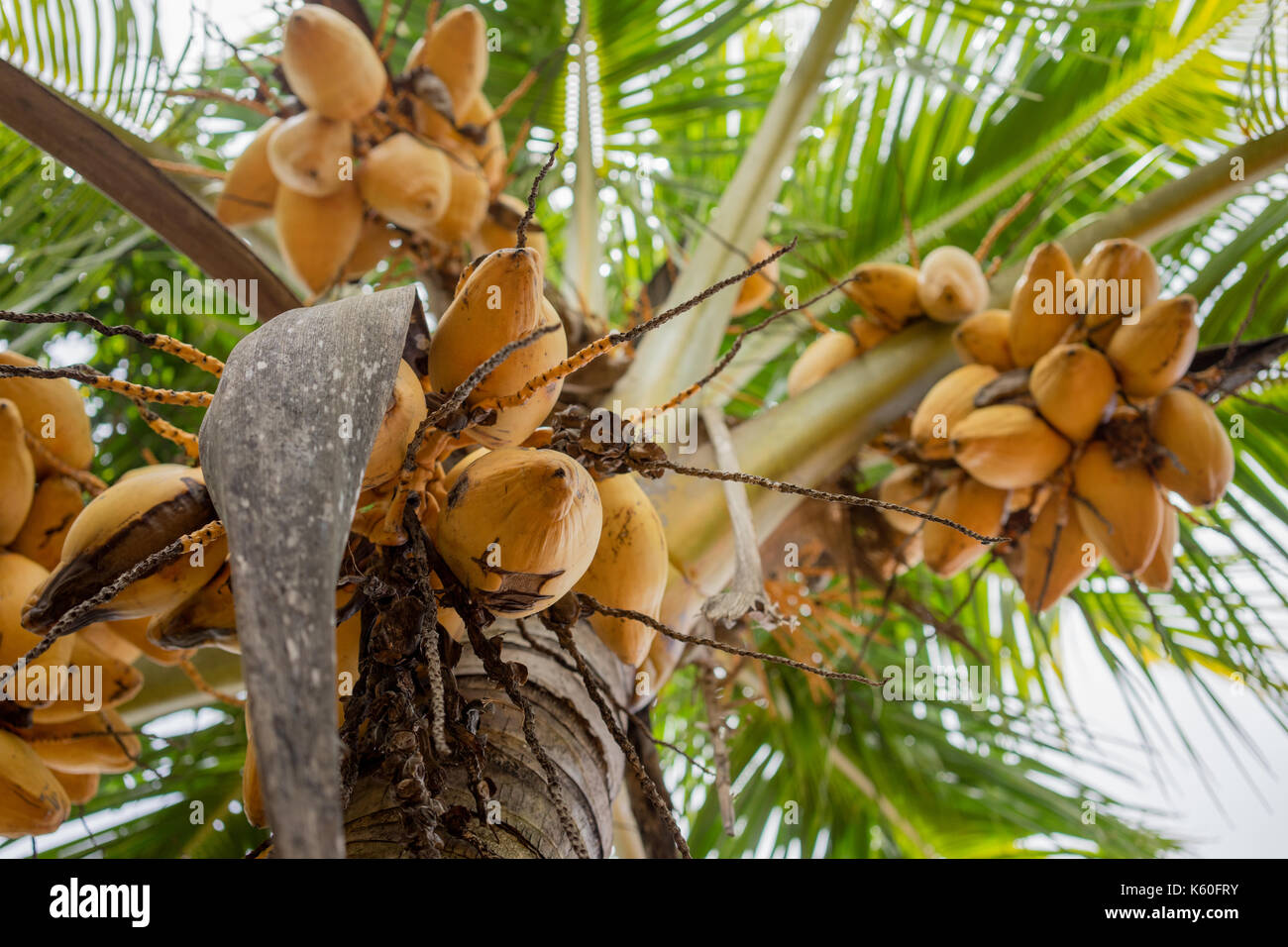 Coconuts cuba hi-res stock photography and images - Alamy