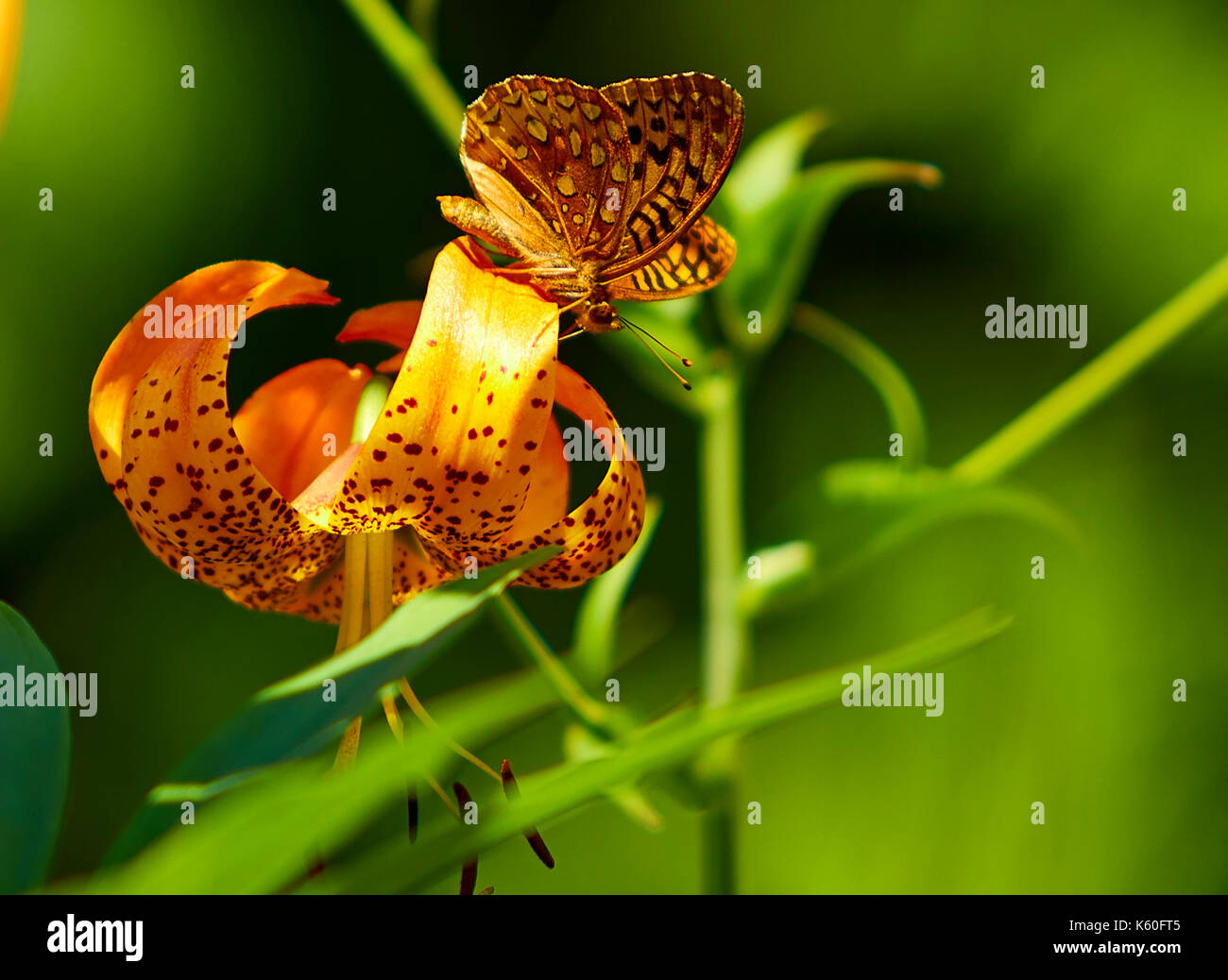 Asian monarch butterfly hi-res stock photography and images - Alamy