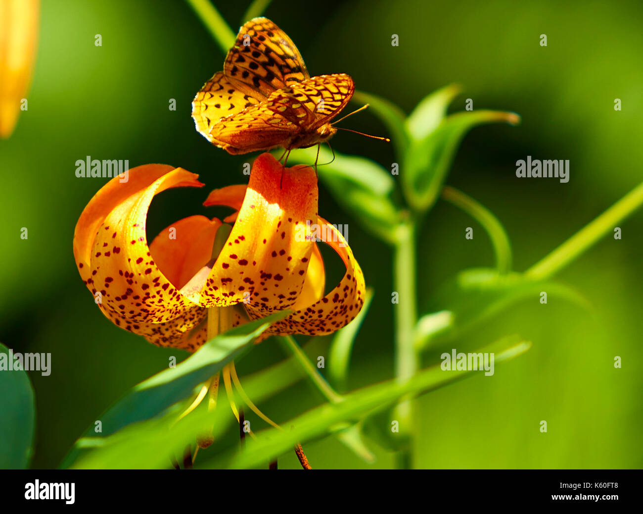 Monarch butterfly feeding Stock Photo - Alamy