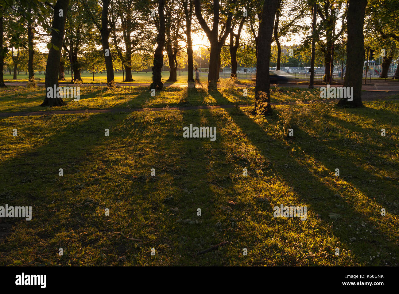 Long shadows from trees hi-res stock photography and images - Alamy