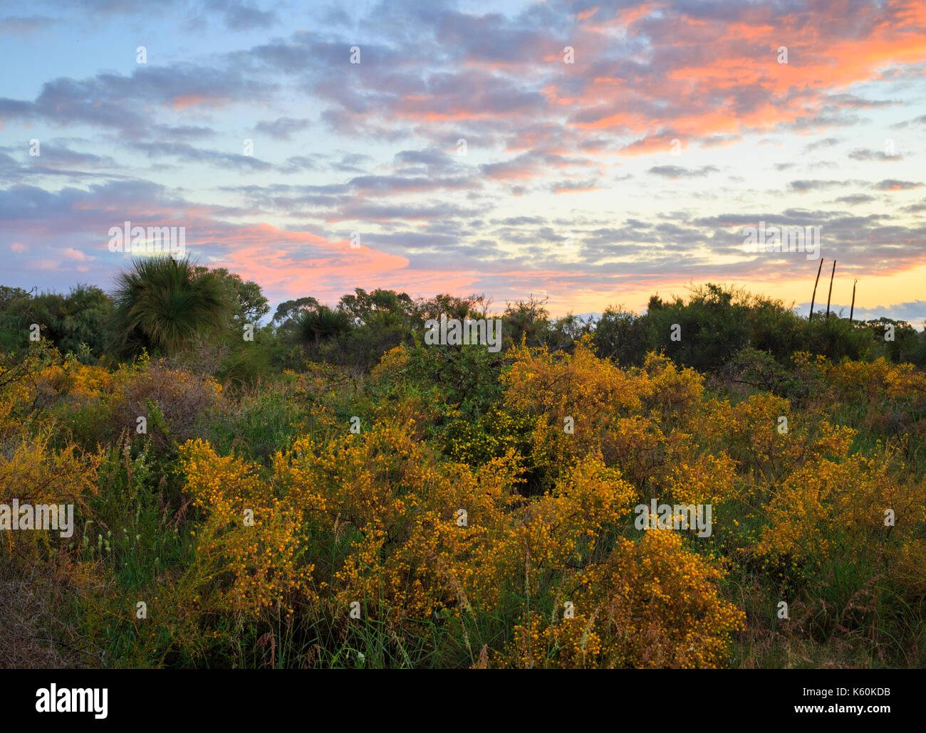 Wattle growing in Star Swamp Reserve Reserve suburban bushland Stock ...