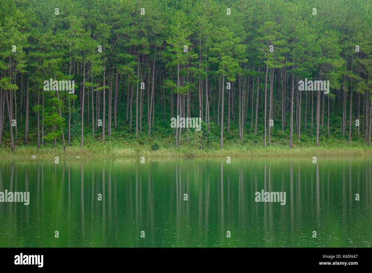 Pine forest at summer in Dalat, Vietnam. Da Lat is a popular tourist ...