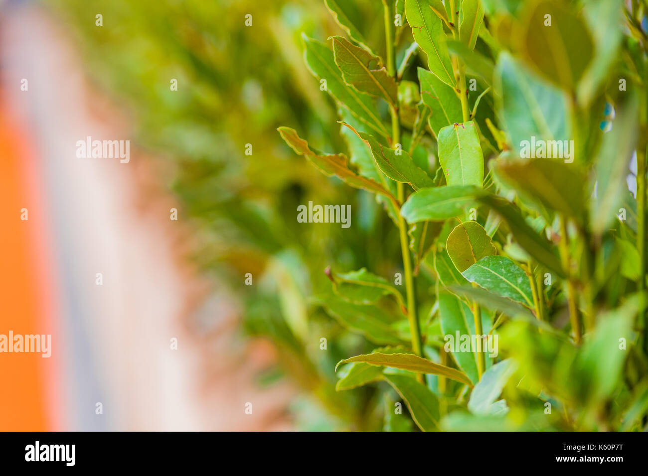 Laurel plants hi-res stock photography and images - Alamy