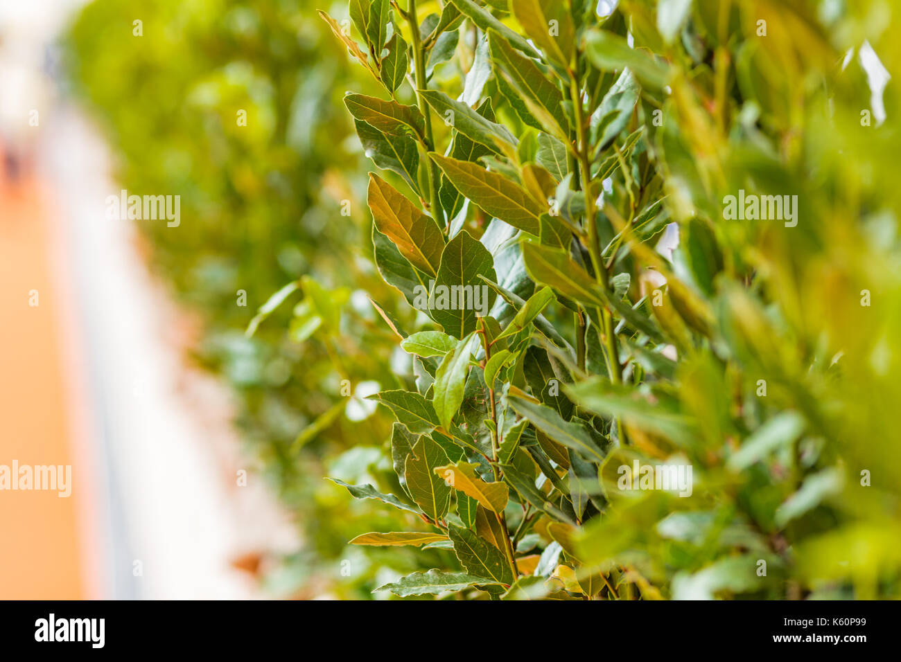 Laurel plants hi-res stock photography and images - Alamy