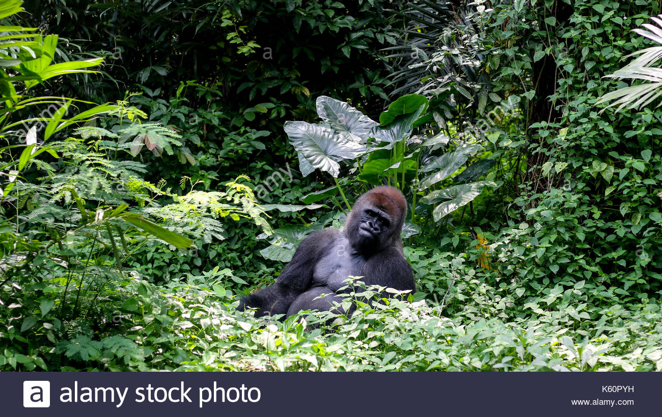 Angry Gorilla Stock Photos & Angry Gorilla Stock Images - Alamy