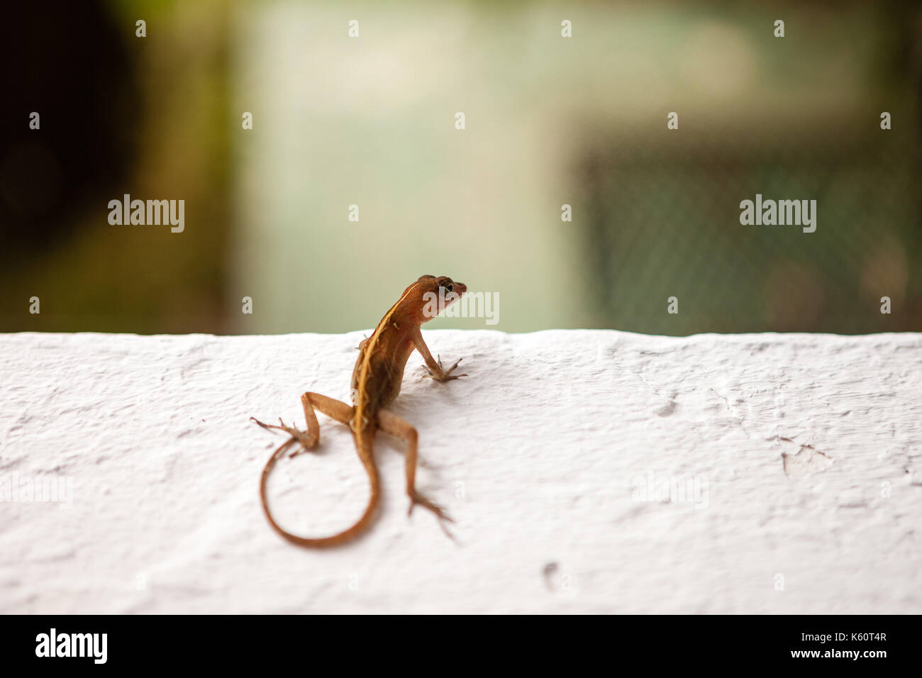 Small lizard over white wall Stock Photo - Alamy