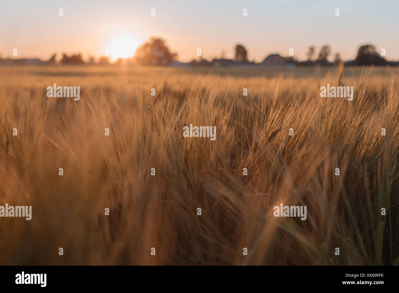 Golden field in the sunlight Stock Photo - Alamy