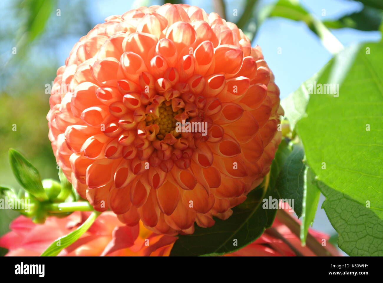 Peek a boo flower bud Stock Photo - Alamy