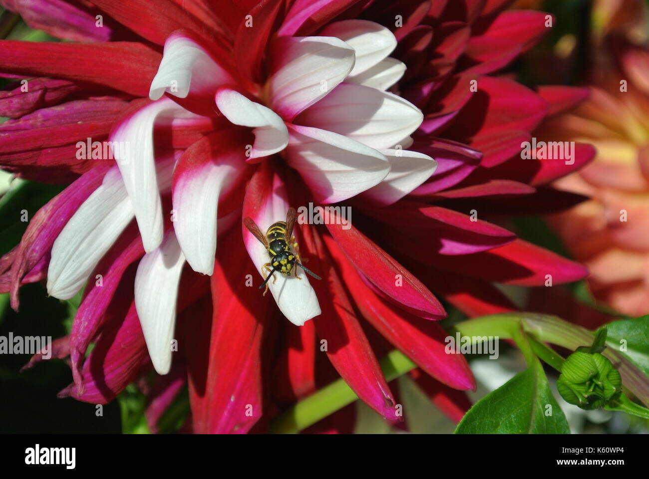 Rest petals hi-res stock photography and images - Alamy