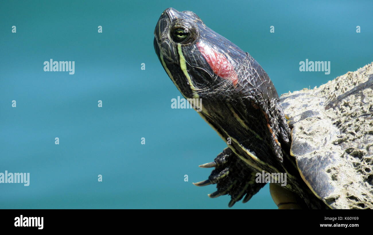 Turtle head and paw above the turquoise water Stock Photo - Alamy