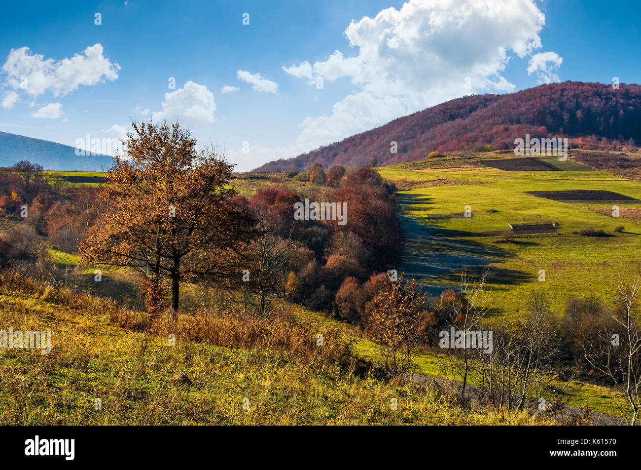 tree on hillside in late autumn countryside. forest with red foliage on ...