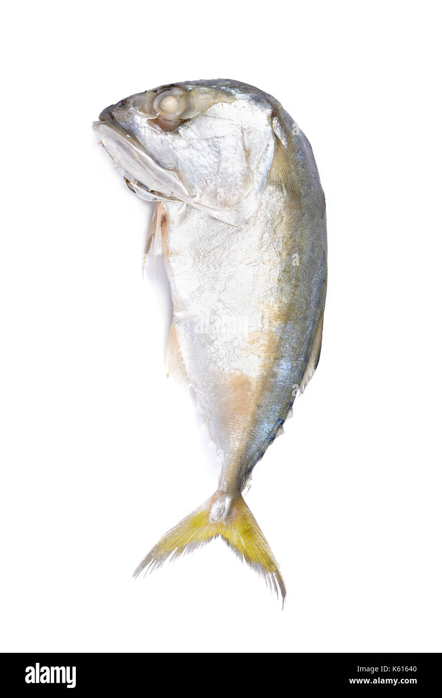 Single fish isolated on the white background, freshwater fish isolated ...