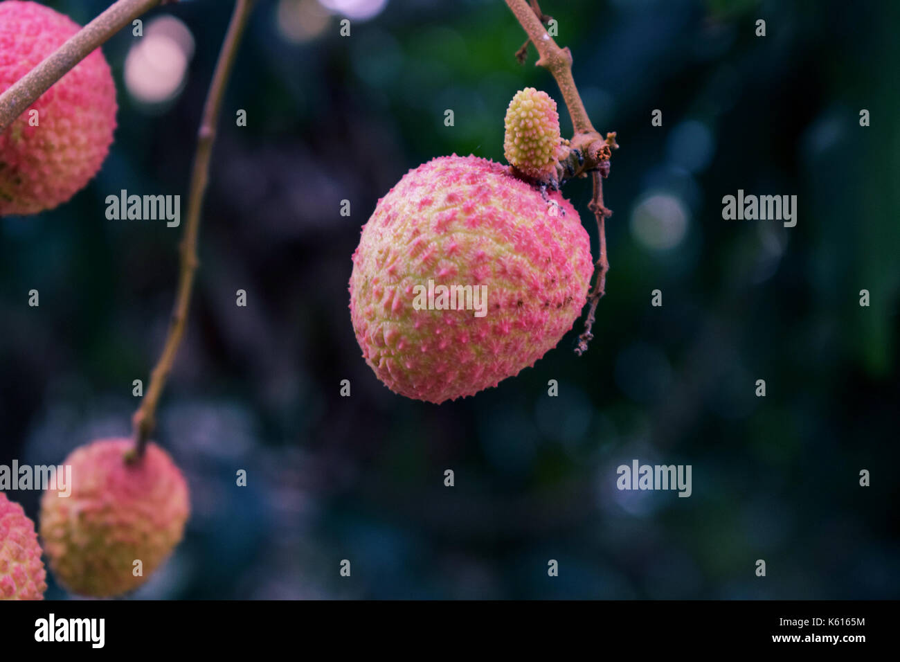 Amazing litchi hi-res stock photography and images - Alamy