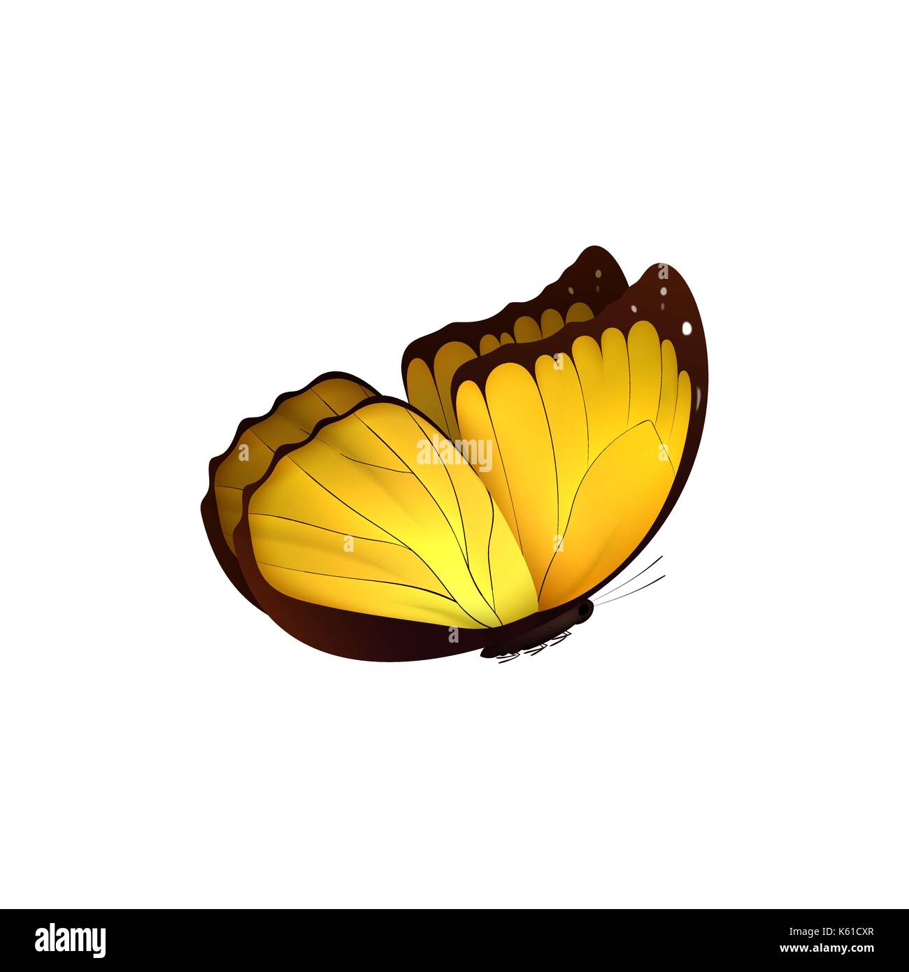Butterfly yellow isolated on white background Stock Vector Image & Art ...