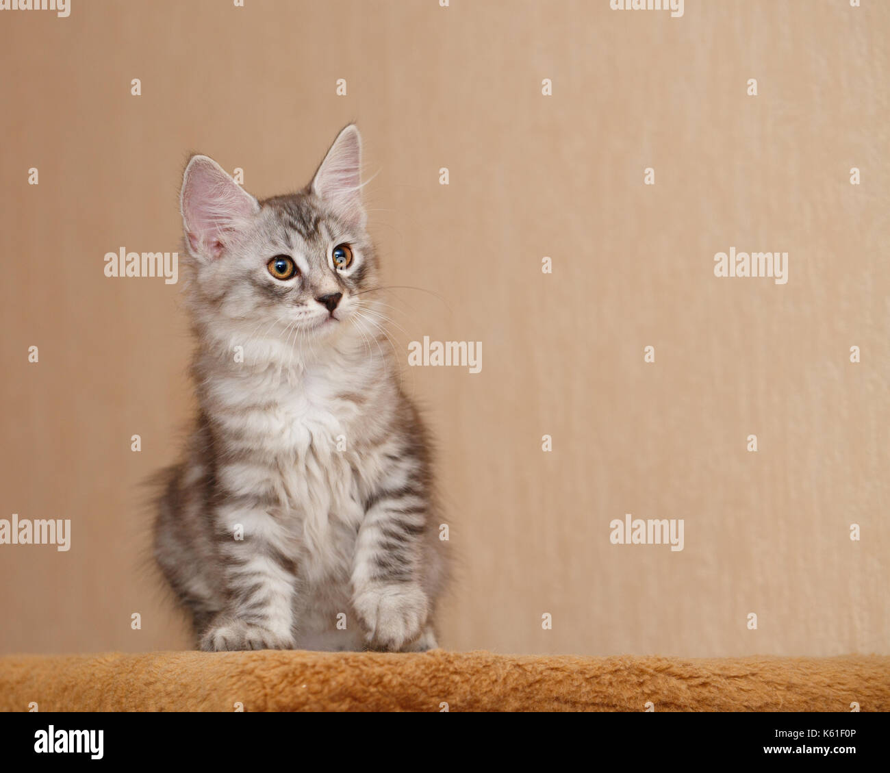 Cute little kitty Bobtail. Pets. Hypoallergenic cat breed. Tabby cat ...
