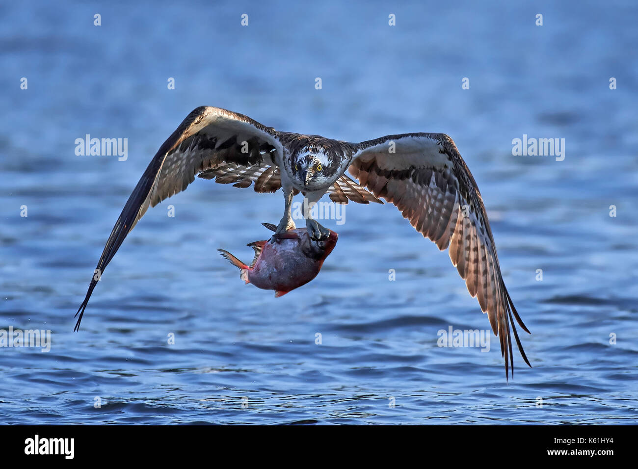 Flying with a fish in the claws hi-res stock photography and images - Alamy