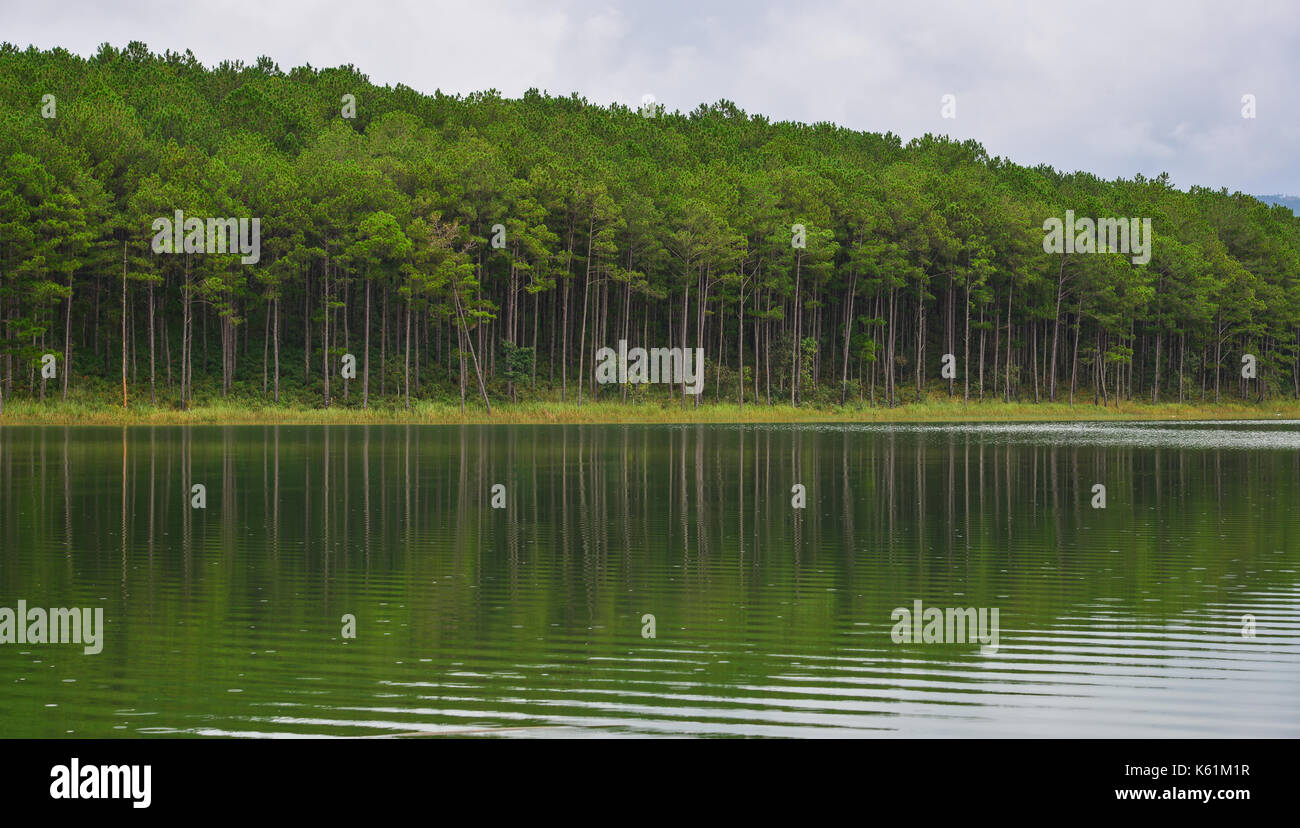 Lake scenery with pine forest at summer in Dalat, Vietnam. Da Lat is a ...