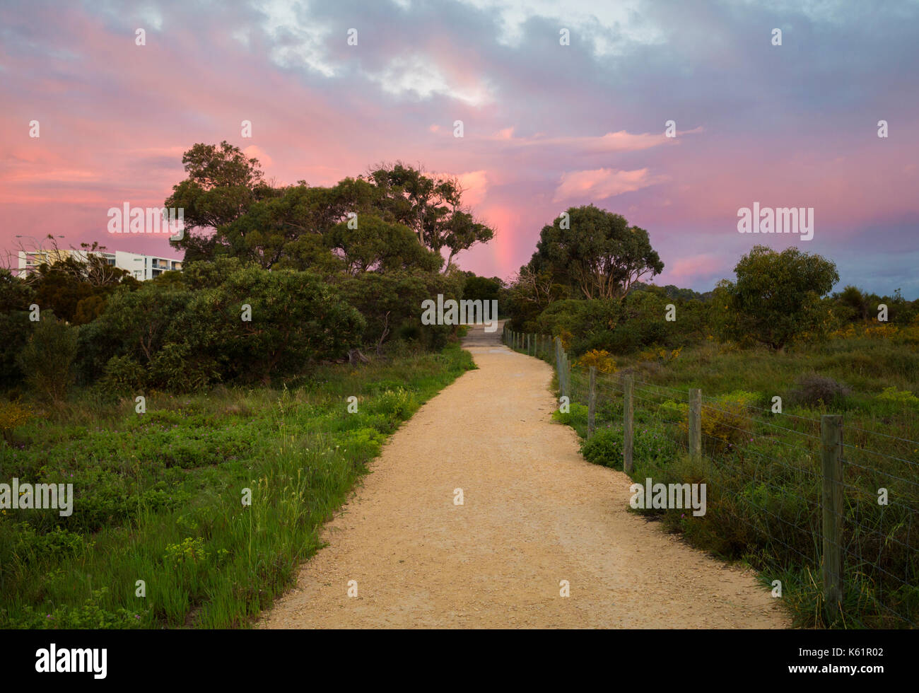 Australian native bushland plants hi-res stock photography and images ...