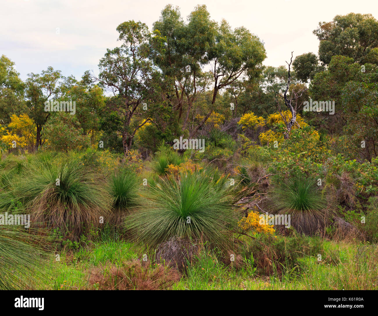Grass trees and wattle Star Swamp Reserve suburban bushland Stock Photo ...