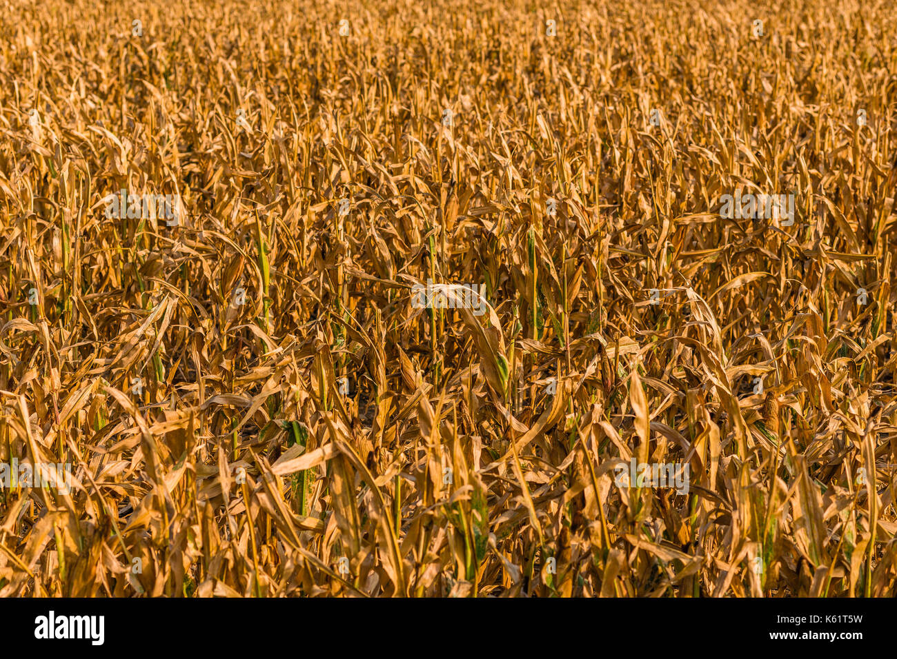 Dried corn plants hi-res stock photography and images - Alamy