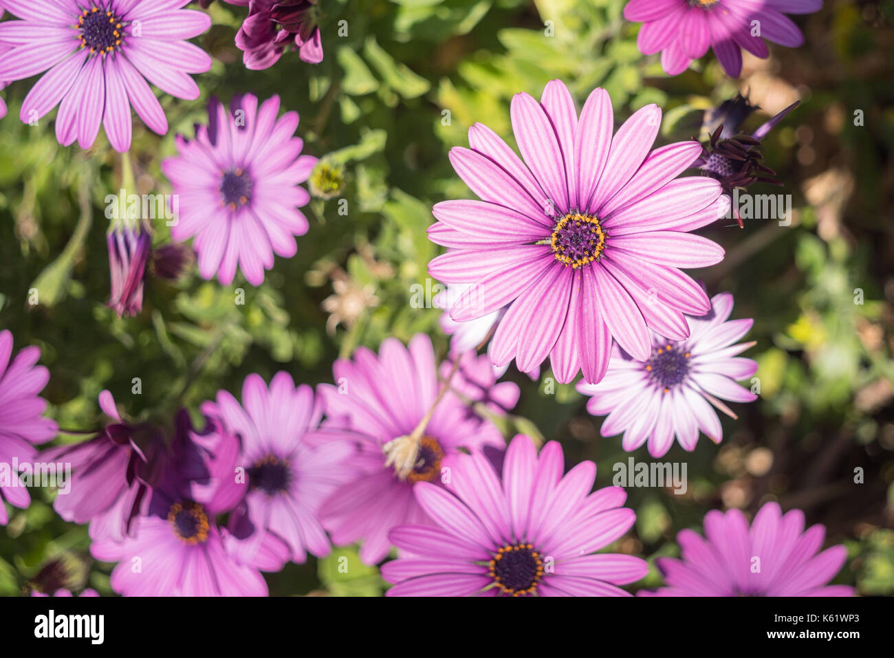 Purple daisy, Osteospermum ecklonis, Cape / African daisy in a garden ...