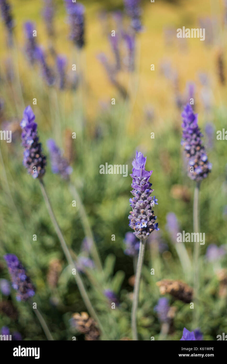 Lavender flowering in a garden in spring, Wollstonecraft, Sydney, NSW ...