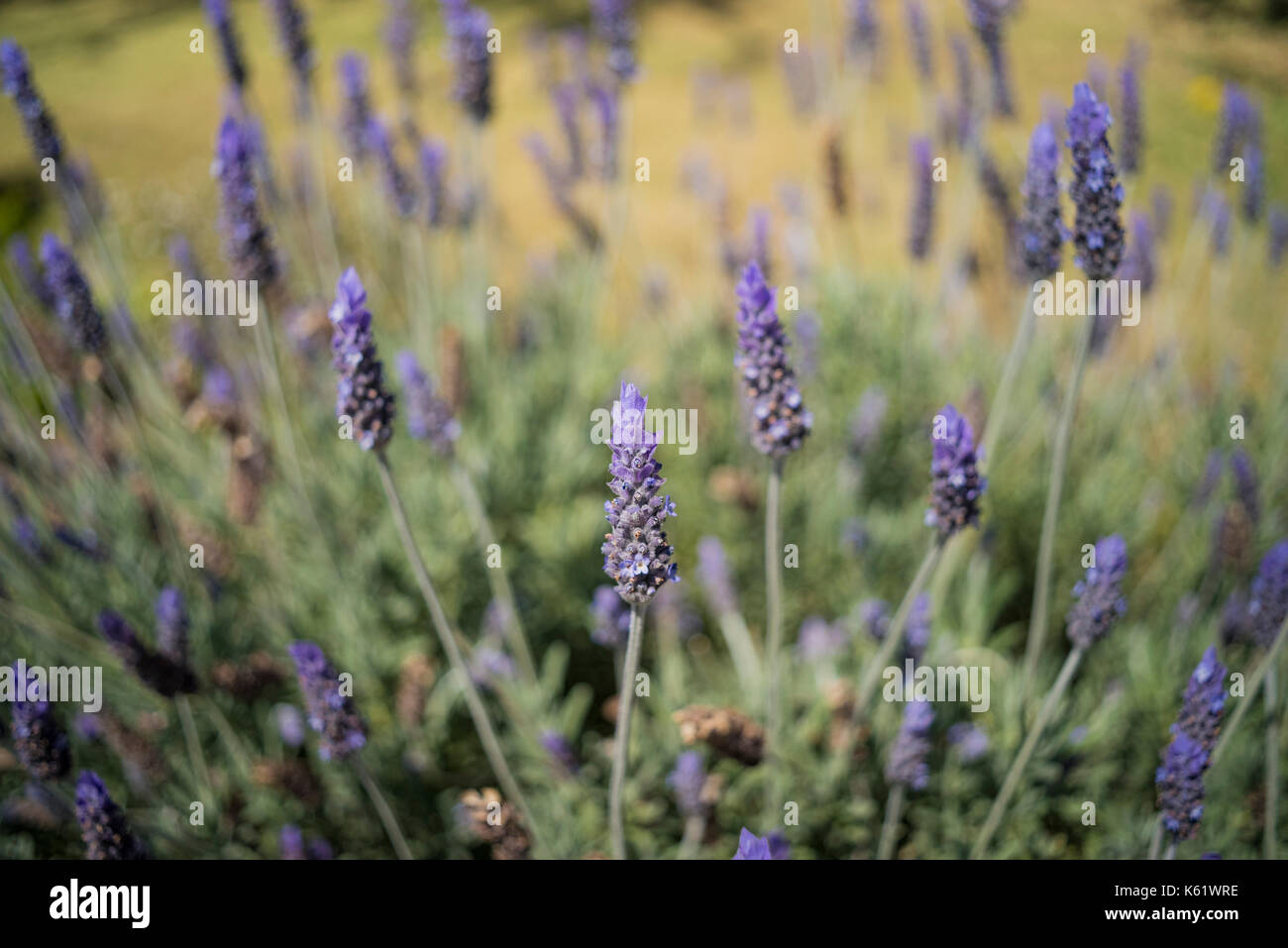 Lavender flowering in a garden in spring, Wollstonecraft, Sydney, NSW ...
