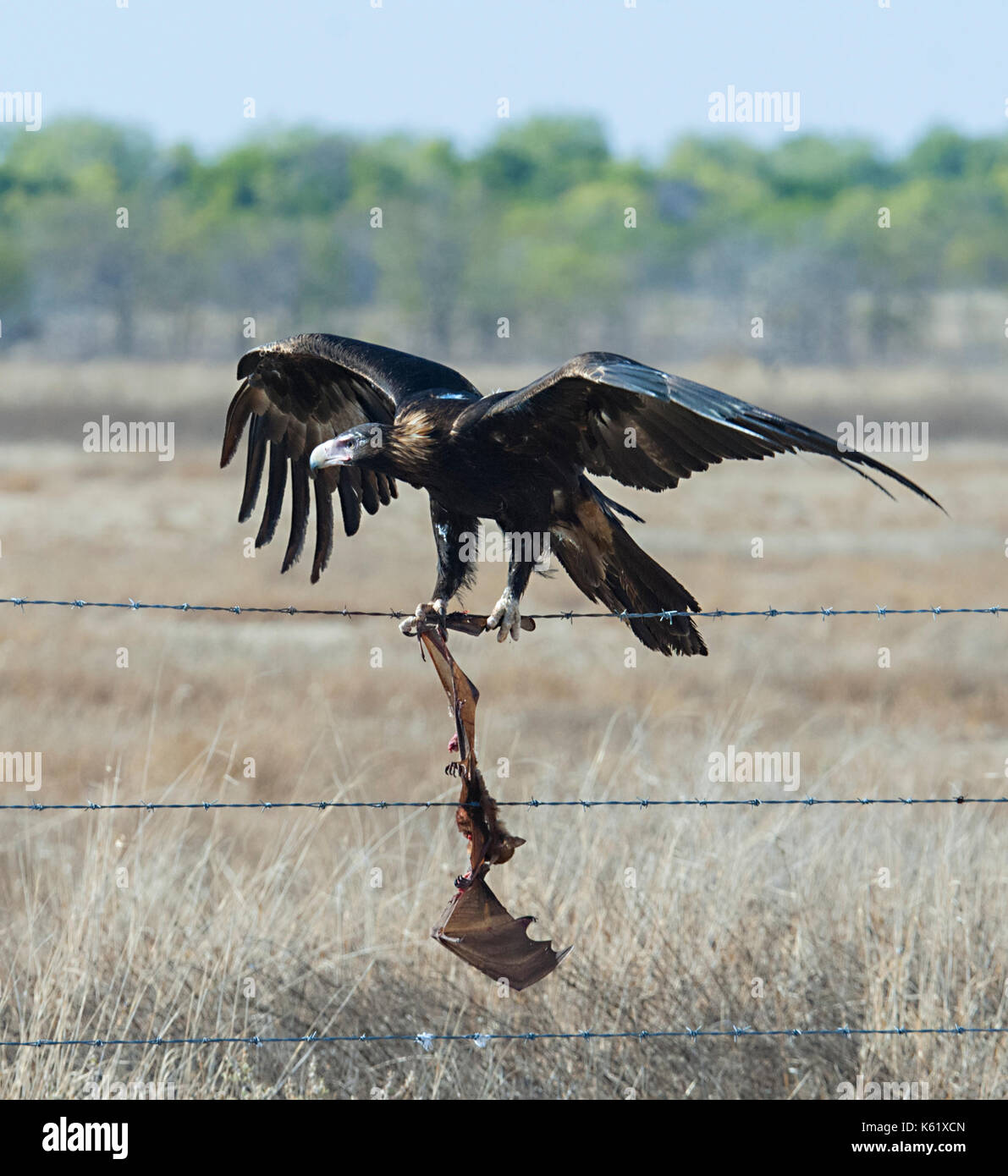 Wedge-tailed Eagle (Aquila audax) with a dead bat entangled in barbed ...