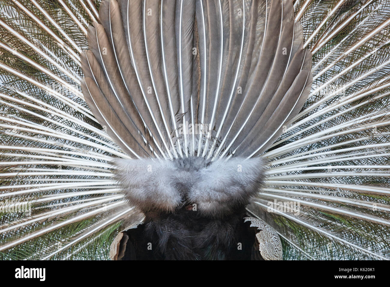 Peacock with colorful spread feathers. Back side. Horizontal Stock ...