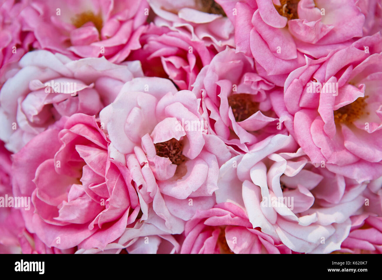 Natural roses background. Pink blossom flowers in the garden. Romantic ...
