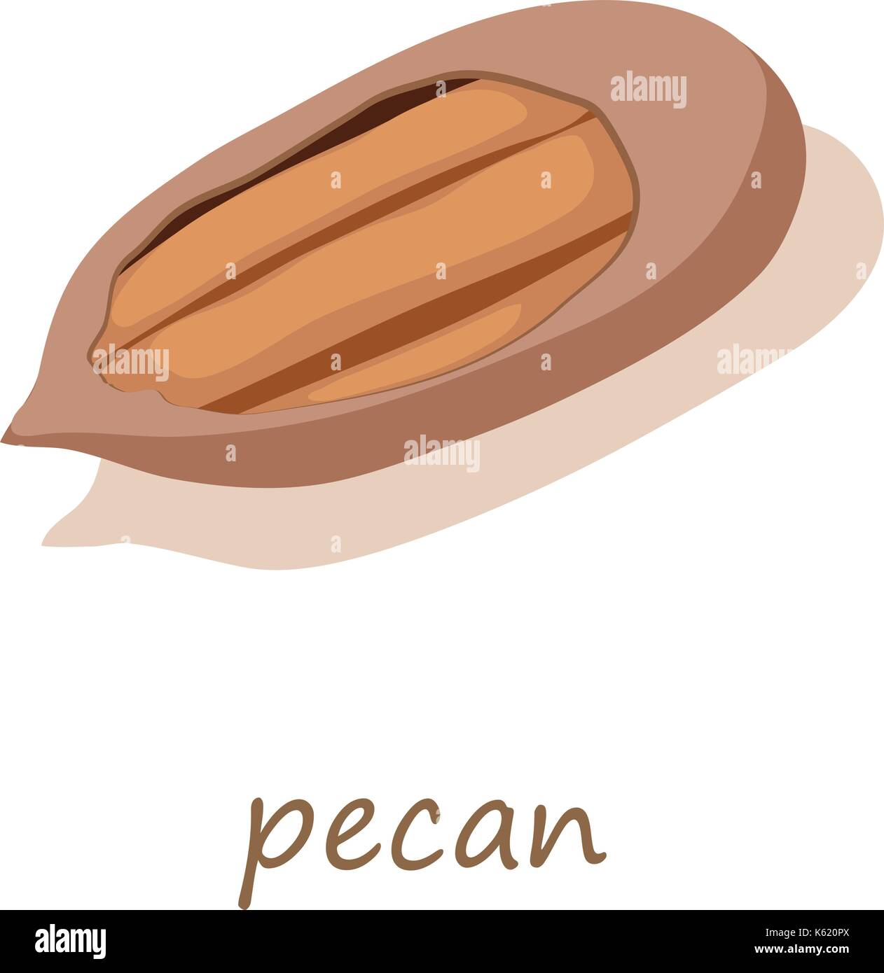 Pecan nut fruit shell Stock Vector Images - Alamy