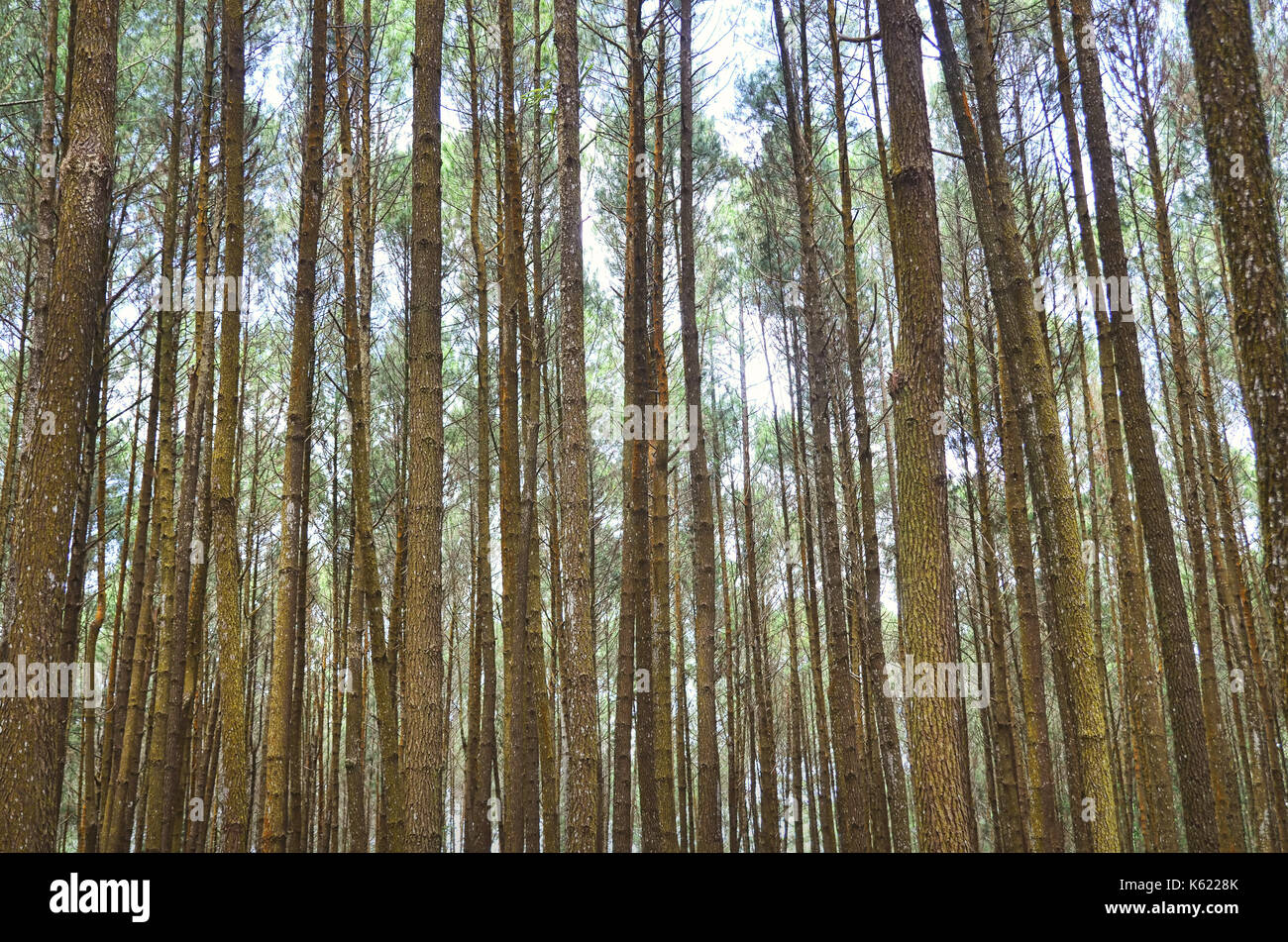 Pine tree jungle hi-res stock photography and images - Alamy