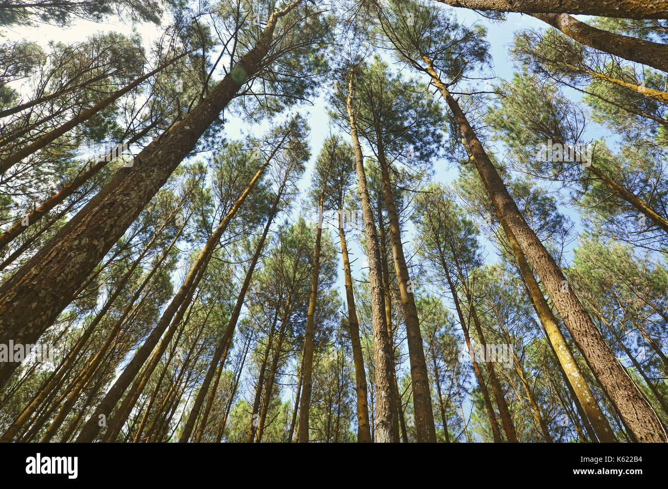 Imogiri pine forest hi-res stock photography and images - Alamy