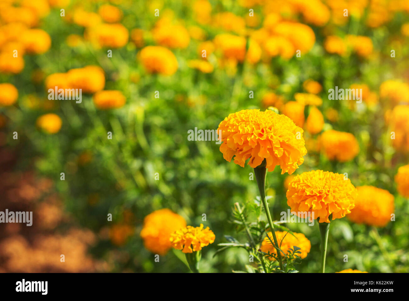 Colorful of marigolds in the garden Stock Photo - Alamy