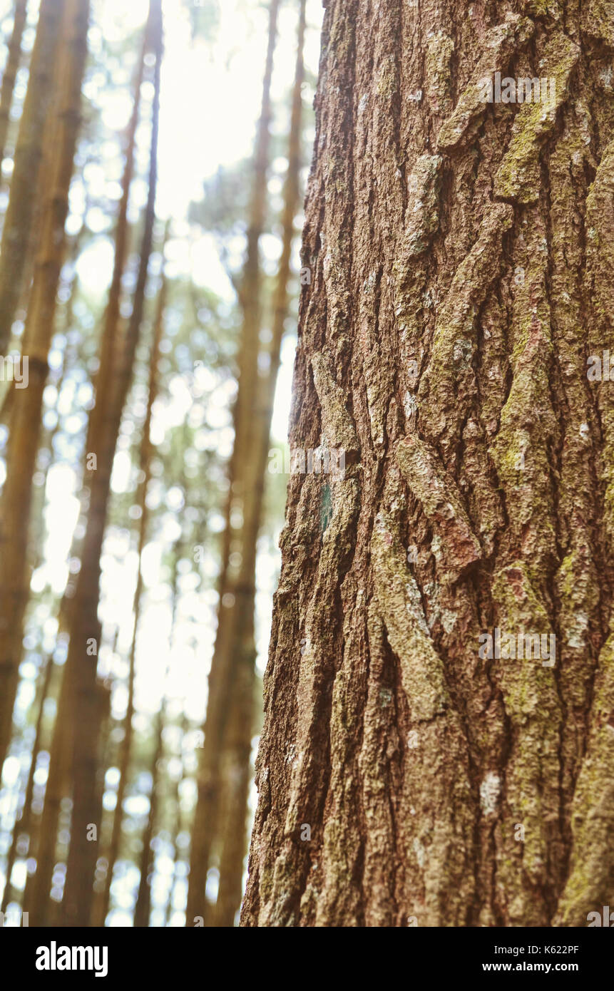 Tree bark (wood skin) texture Stock Photo - Alamy